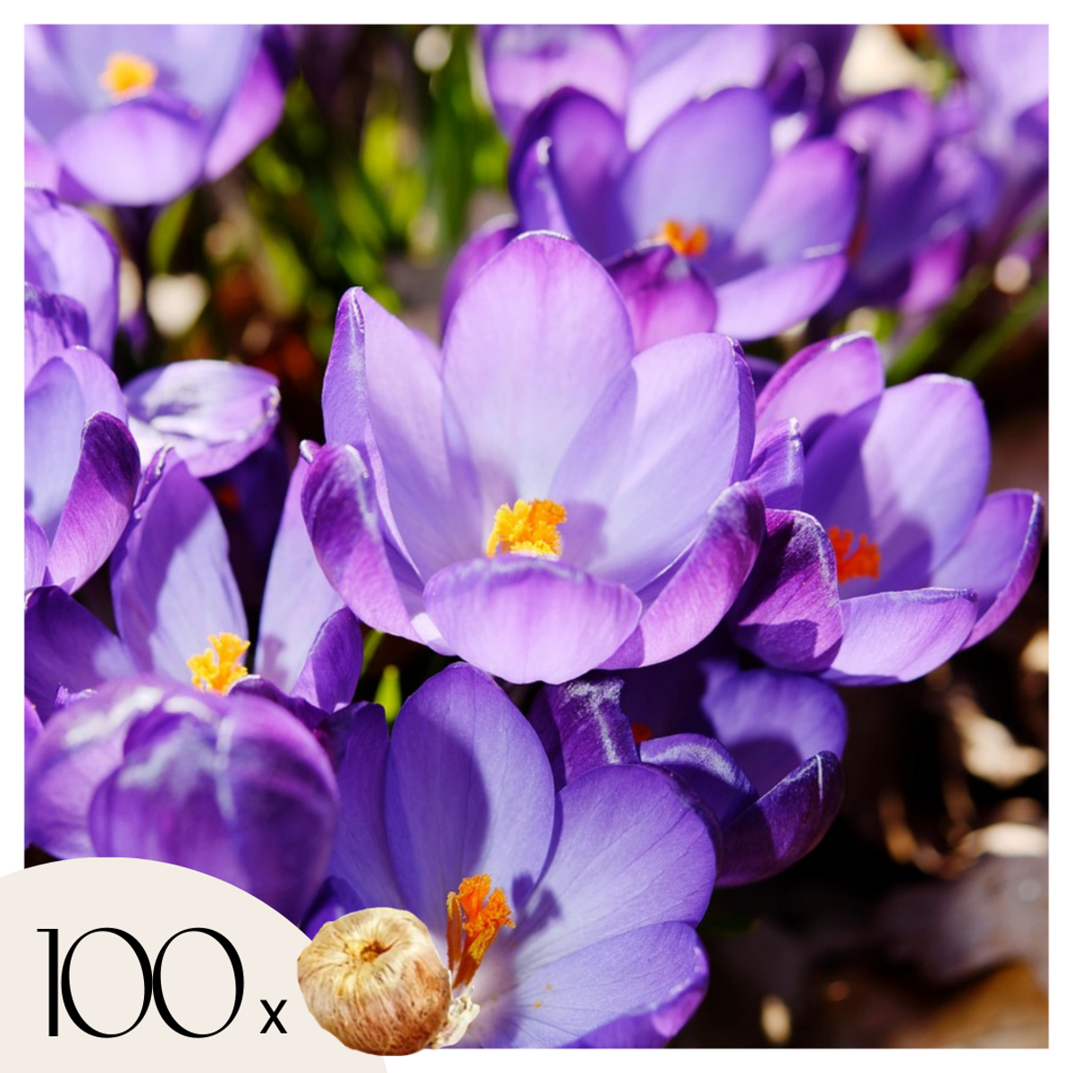 Crocus Ruby Giant - Set of 100 - Crocus Bulbs – FloraStore