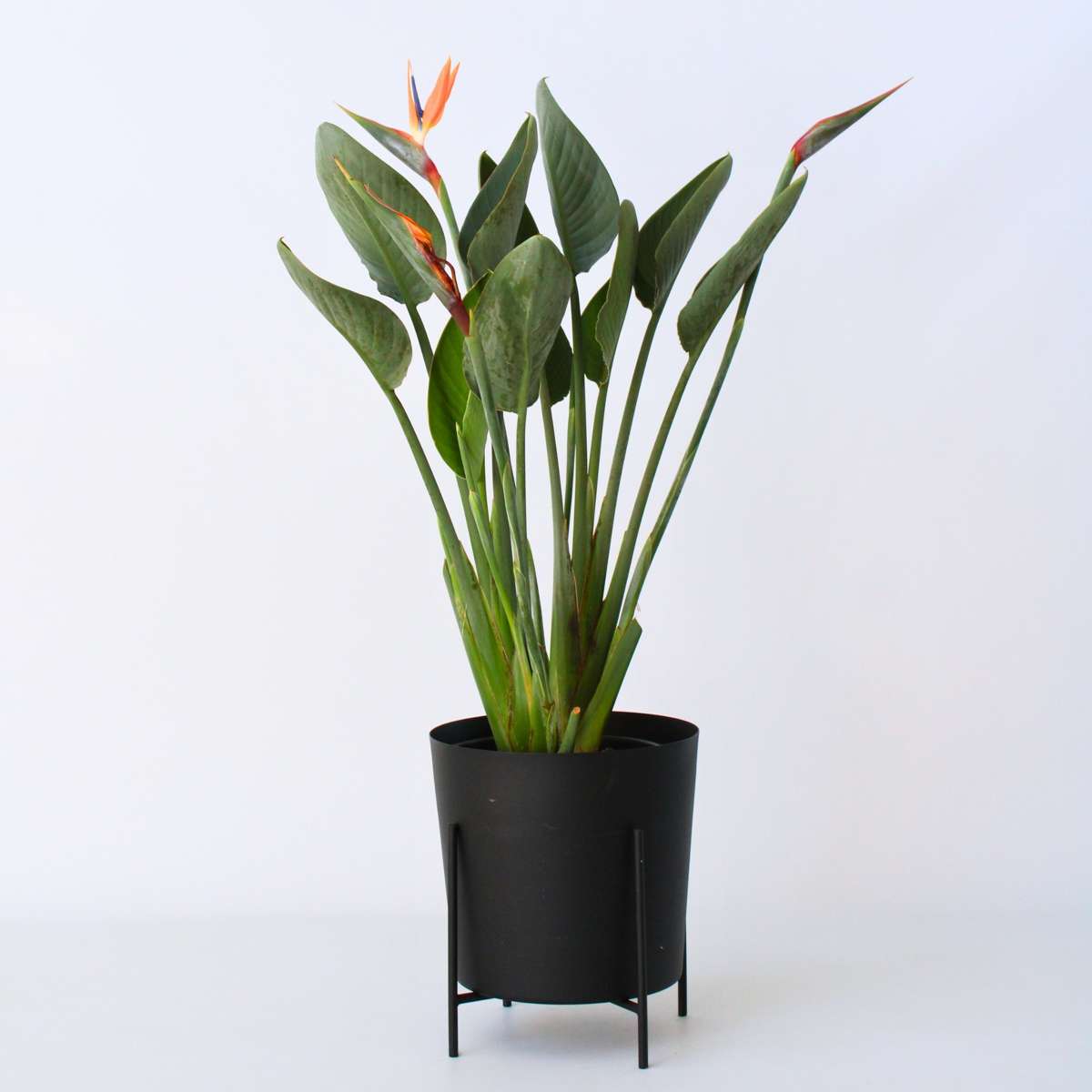 Strelitzia Reginea XXL - Fleur d'oiseau de paradis - Avec fleur - 80-100cm – FloraStore