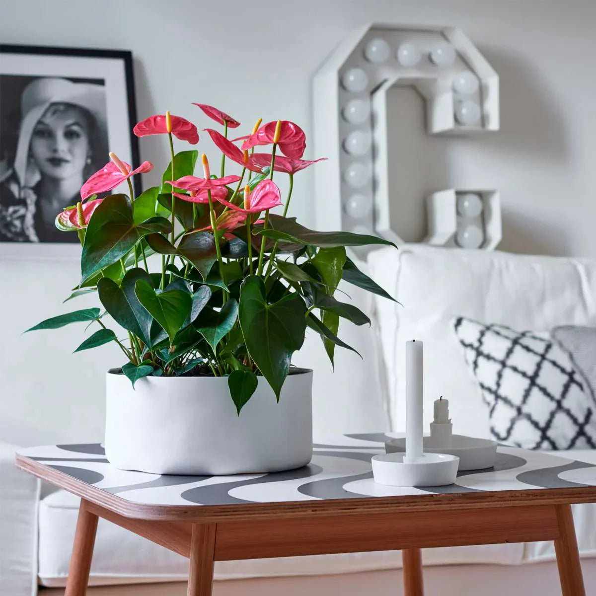 Anthurium – the elegant 'tail flower' with a rich history – FloraStore