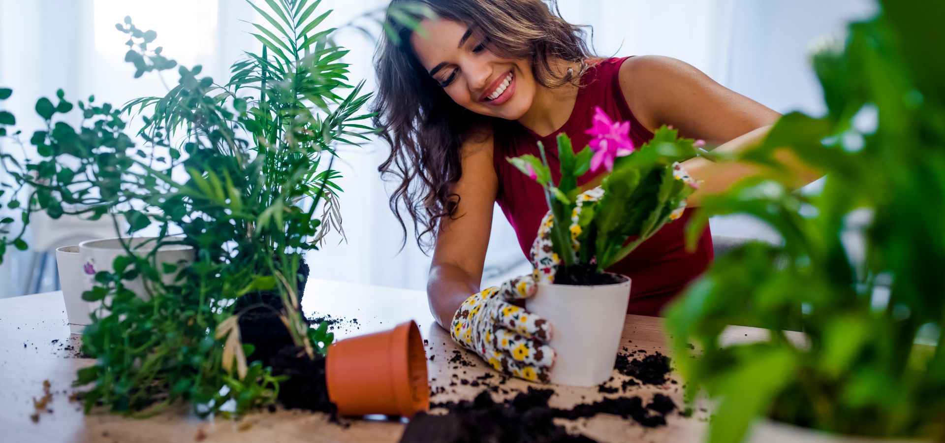 É primavera! É assim que você cuida melhor de suas plantas de interior ...