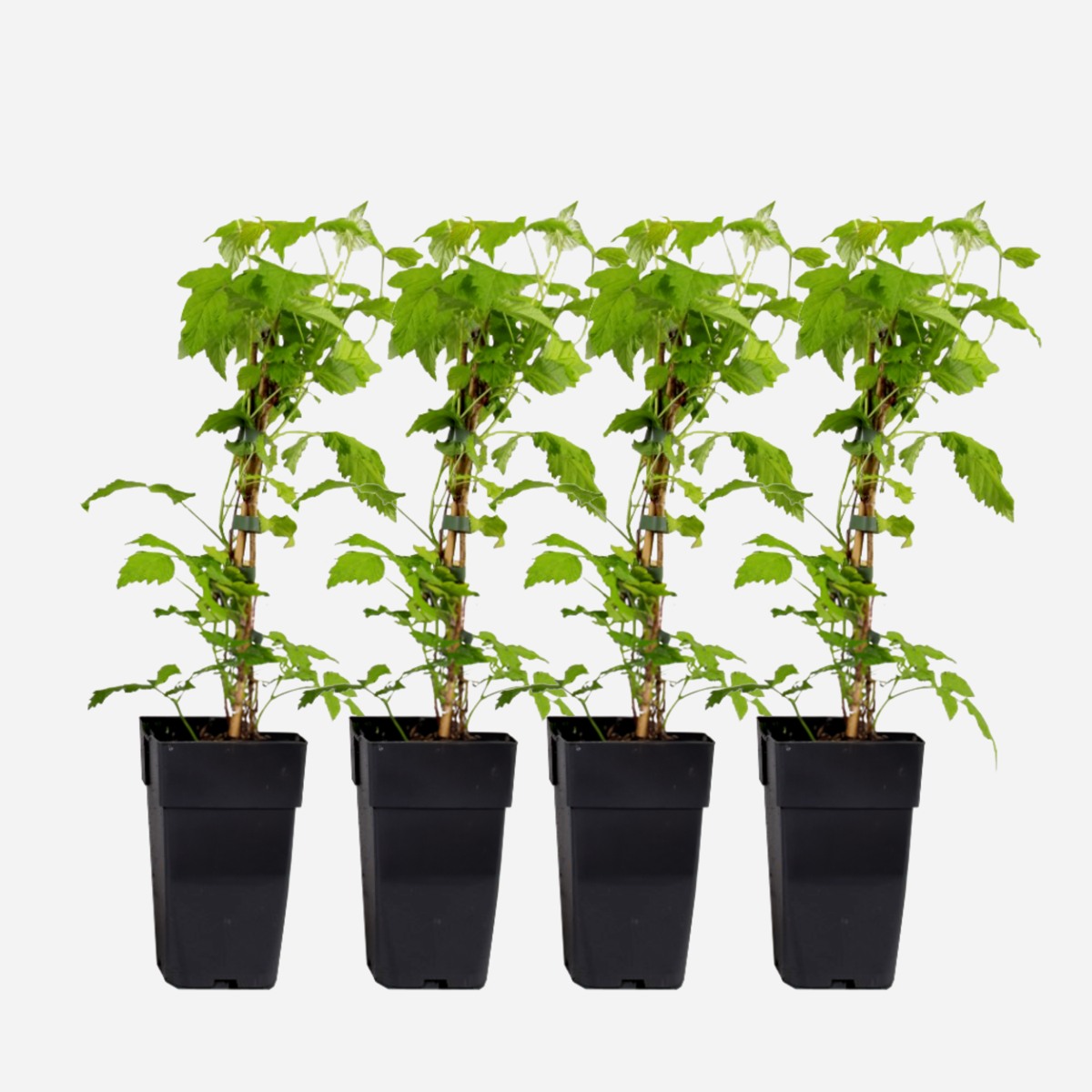 Rubus idaeus 'Malling Promise' - Set of 4 - Raspberry – FloraStore