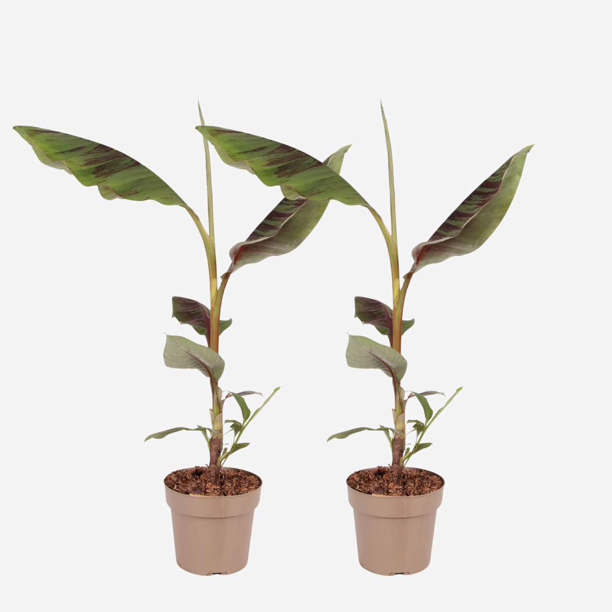 Ensete ventricosum - Lot de 2 - Bananier rouge – FloraStore