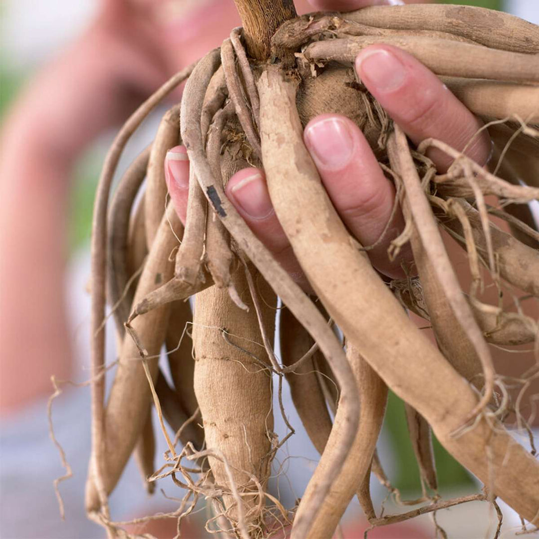 Dalia Cambridge - Juego de 3 - Tubérculos de dalia – FloraStore