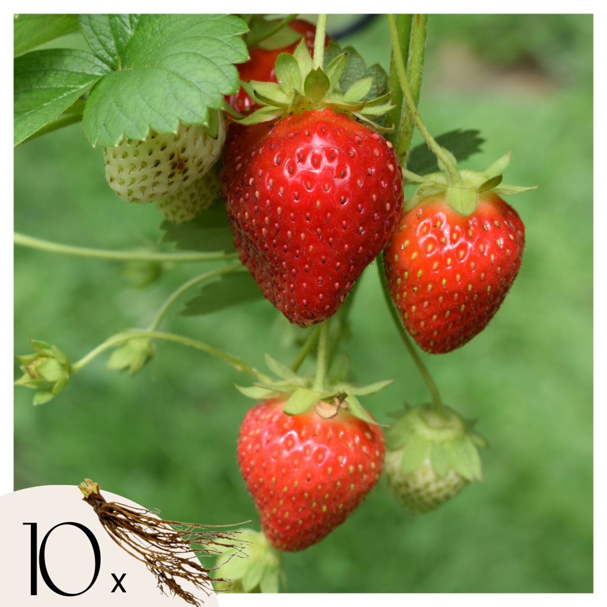 Fragaria Elsanta - Set of 10 - Strawberry - Rhizomes – FloraStore