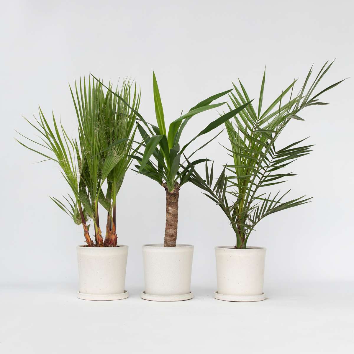 Indoor palms - Mix of 3 - Washingtonia, Yucca, Phoenix – FloraStore