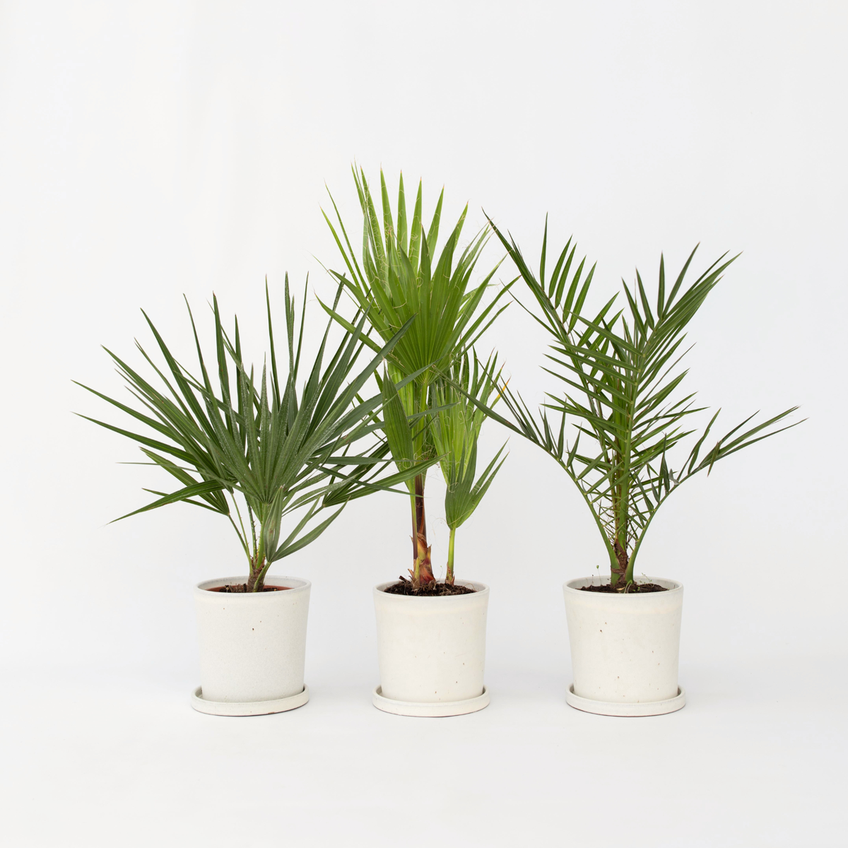 Outdoor palms - Mix of 3 - Garden palms – FloraStore
