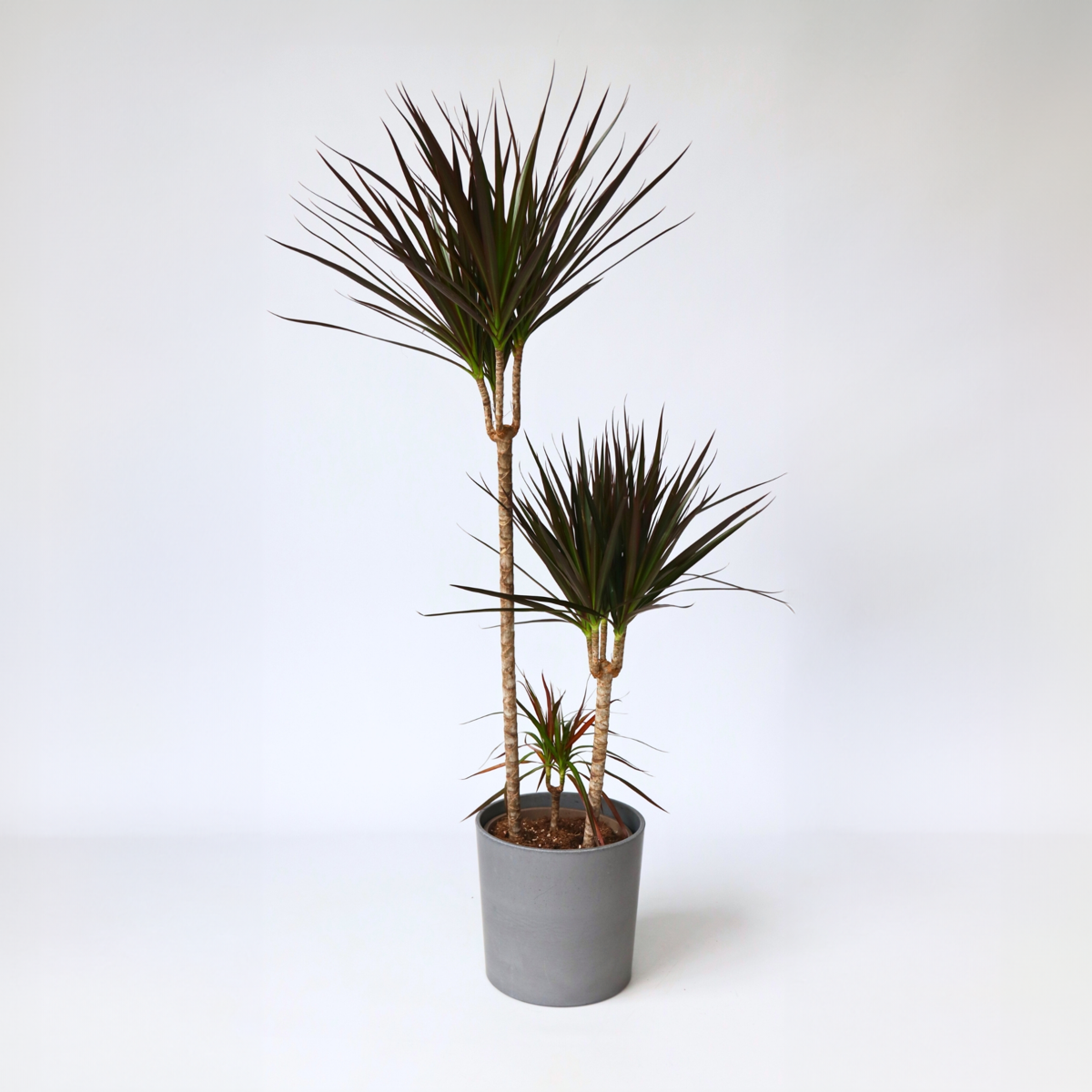 Dracaena marginata Magenta - Dragon's Blood Tree – FloraStore