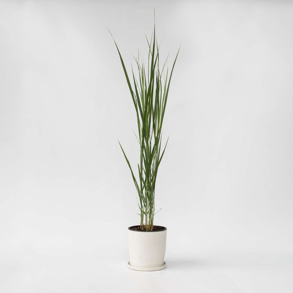 Panicum virgatum Northwind FloraStore