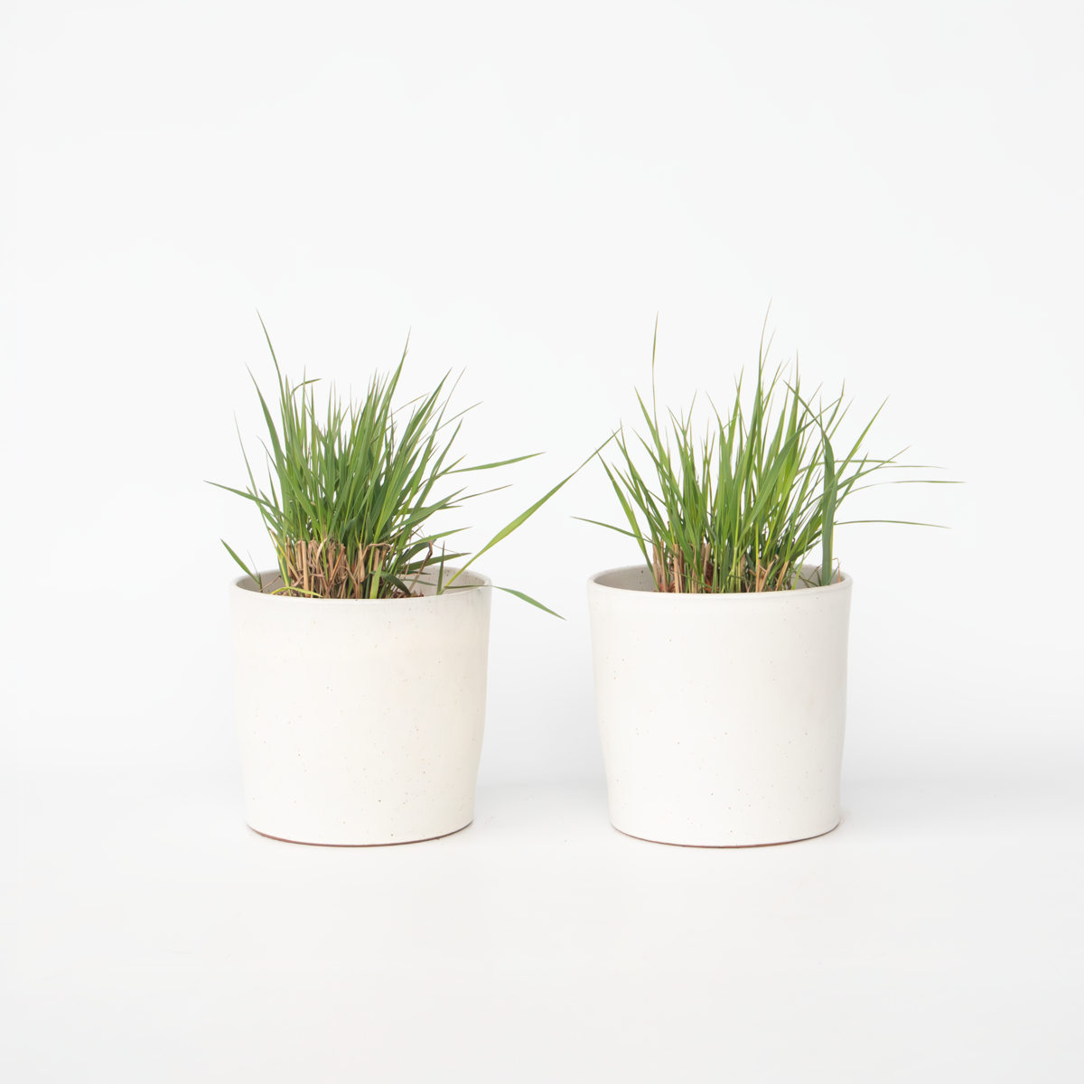 Panicum virgatum 'Heavy Metal' - Set van 2 - Vingergras – FloraStore