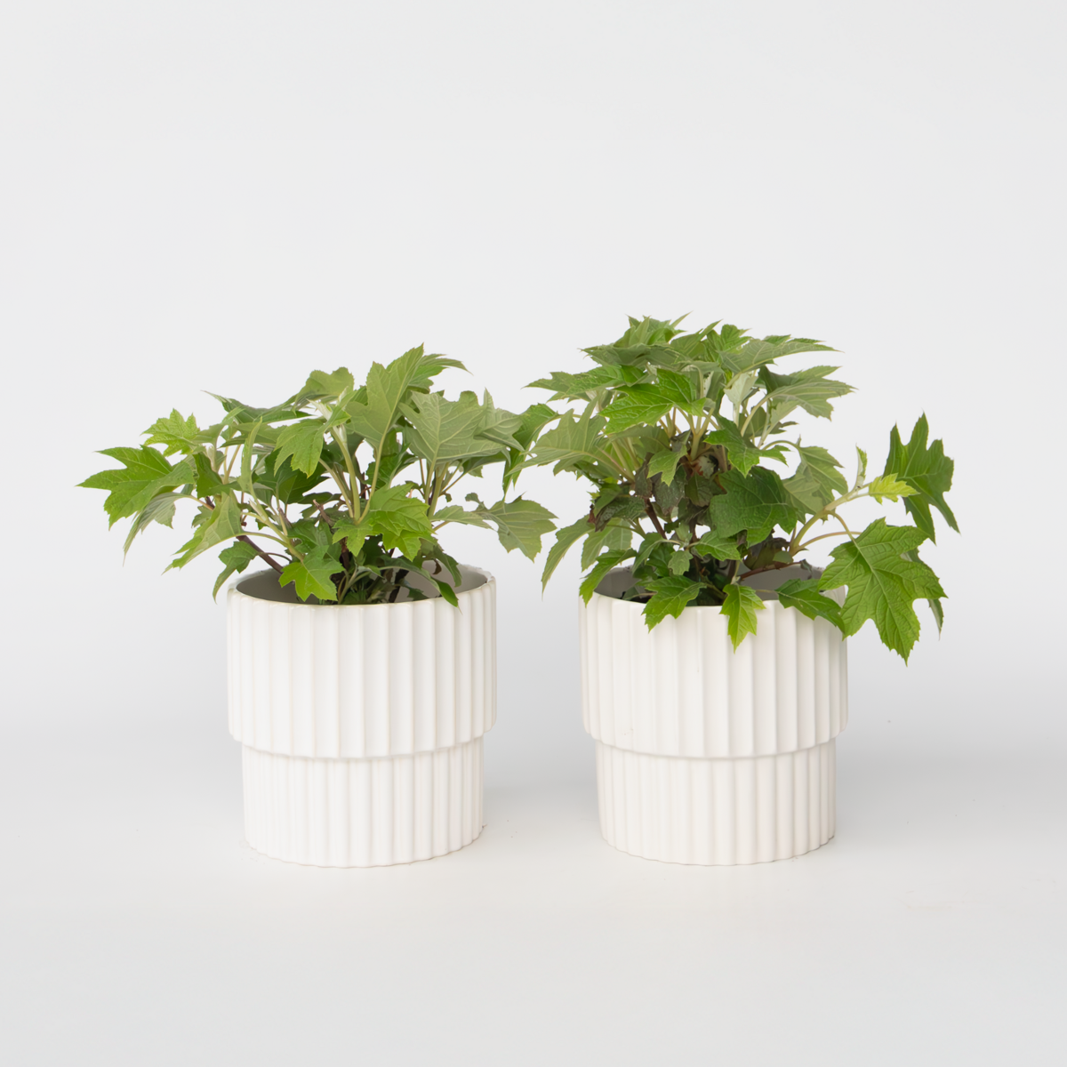 Hydrangea 'Toy Soldier' - 2 Pieces - Hydrangea – FloraStore