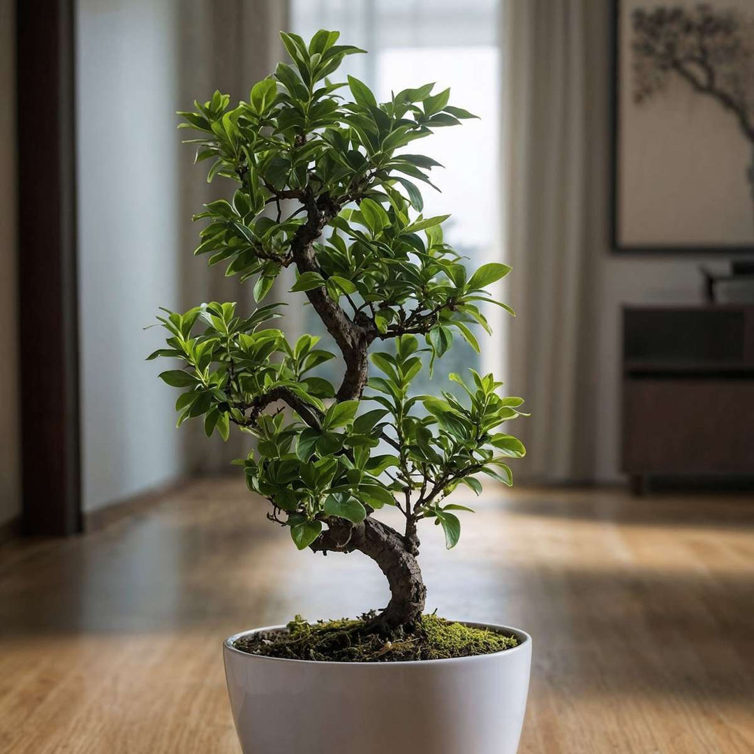 Ficus Ginseng S-Shape - Japanese Bonsai – FloraStore