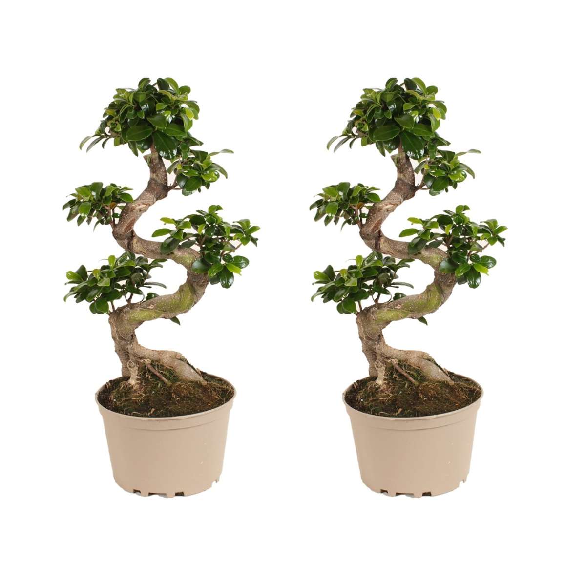Ficus Ginseng S-Shape - Set of 2 - Japanese Bonsai – FloraStore