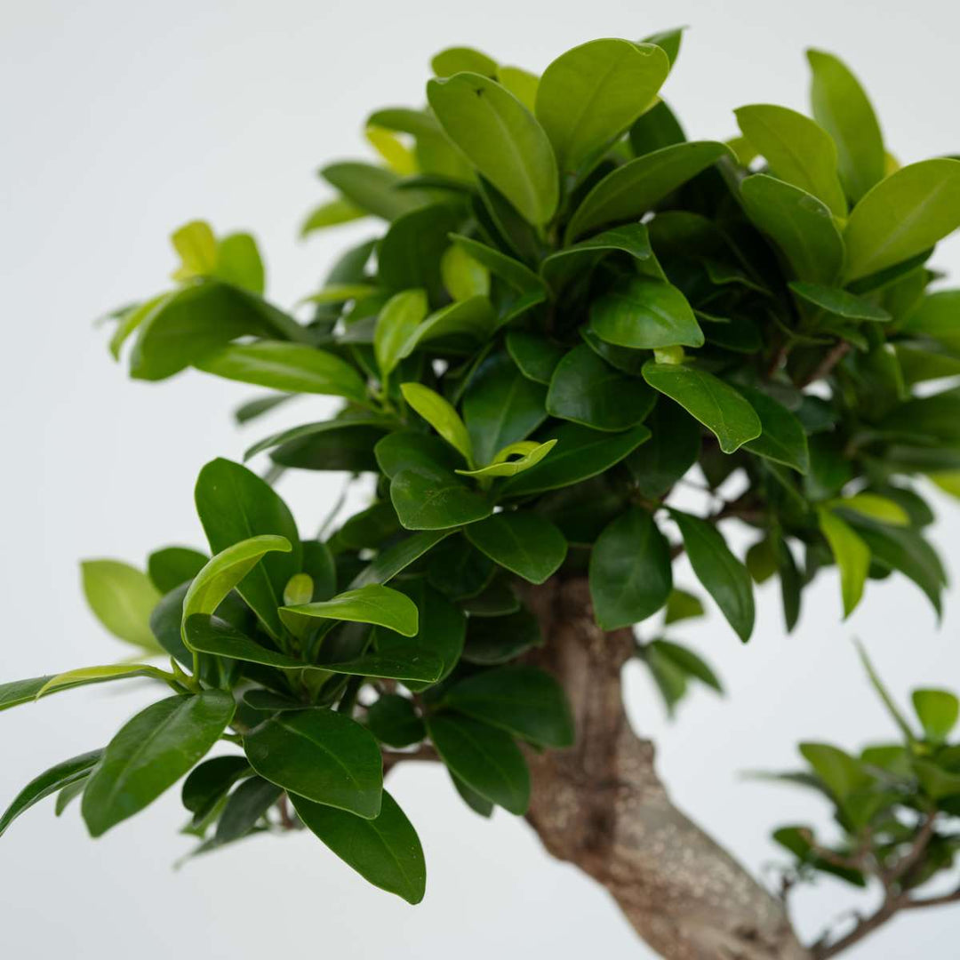 Ficus Ginseng S-Shape - Set of 2 - Japanese Bonsai – FloraStore