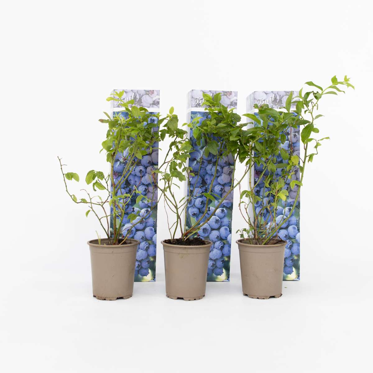 Blueberry - Set of 6 - Berry plant – FloraStore