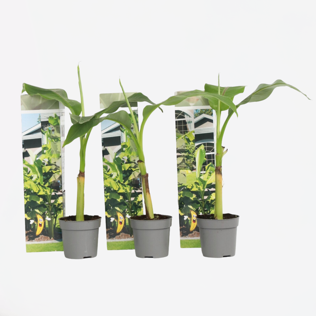 Musa Basjoo - Set of 3 - Banana plant – FloraStore