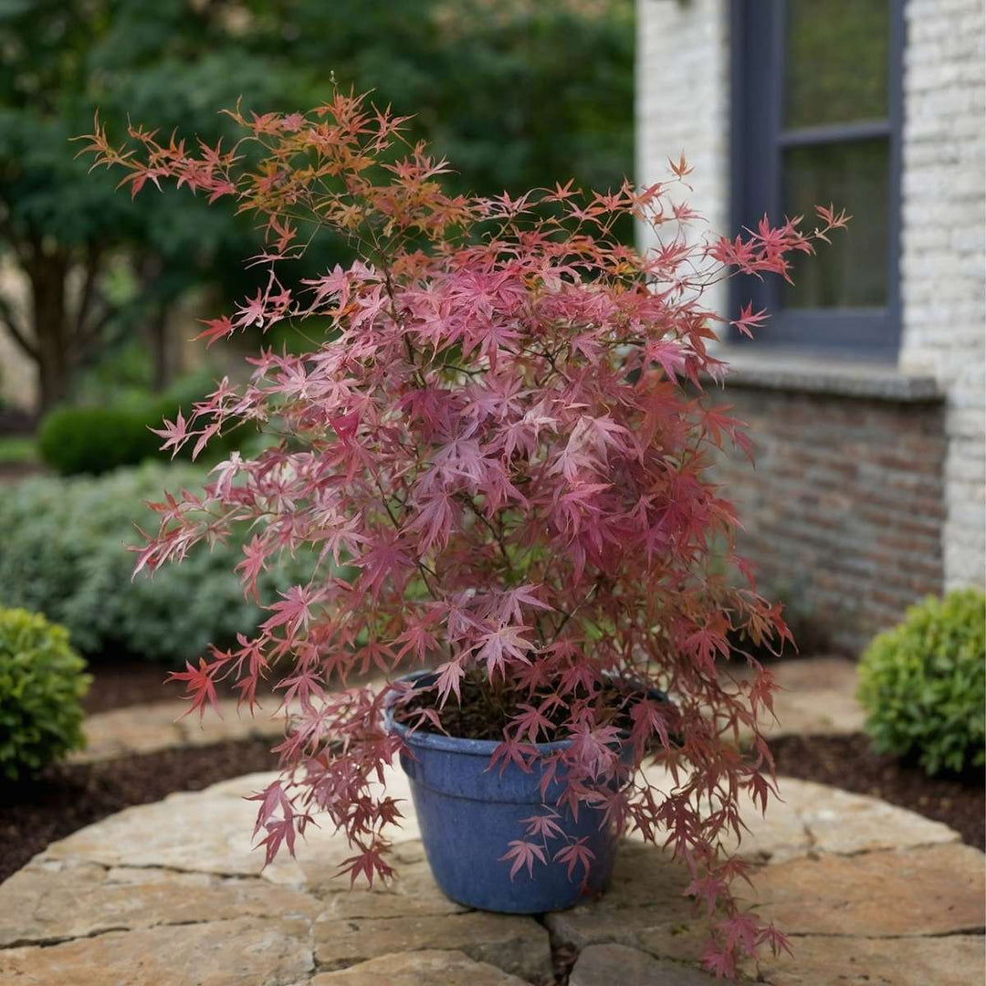 Acer palmatum 'Amagi-shigure' - Japanese maple – FloraStore