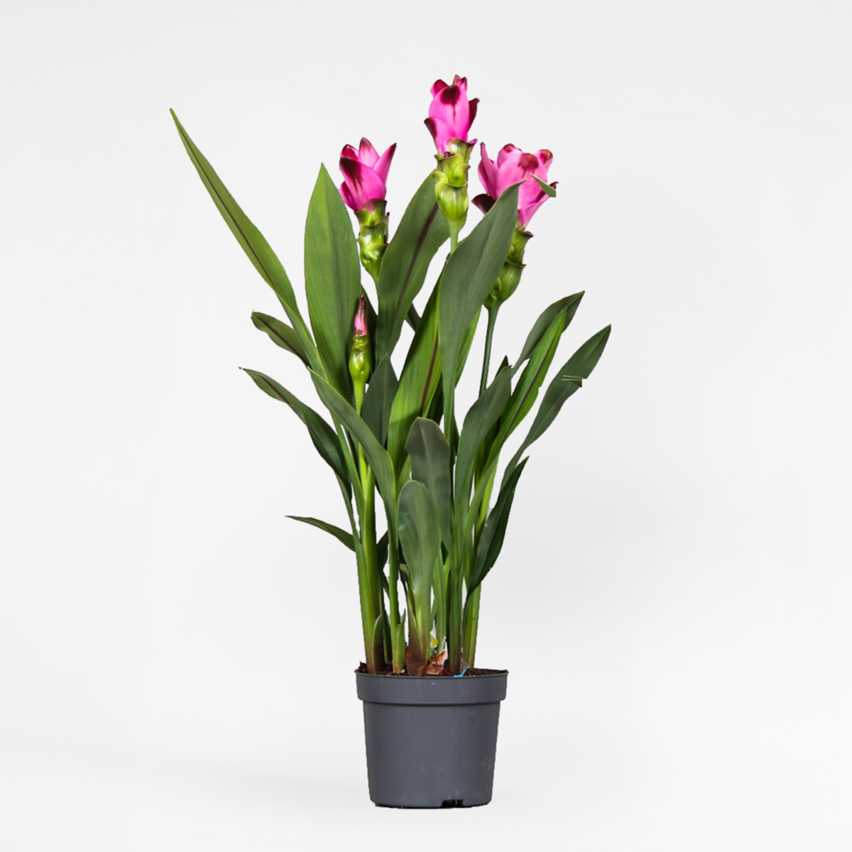Curcuma 'Siam Splash' - Siamese tulp – FloraStore