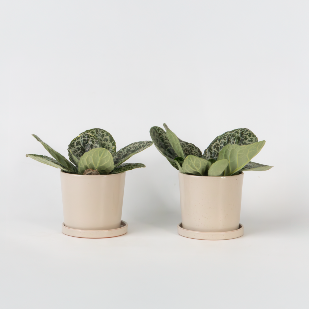 Streptocarpus 'Pretty Turtle' - 2 Stuks - Spiraalvrucht – FloraStore