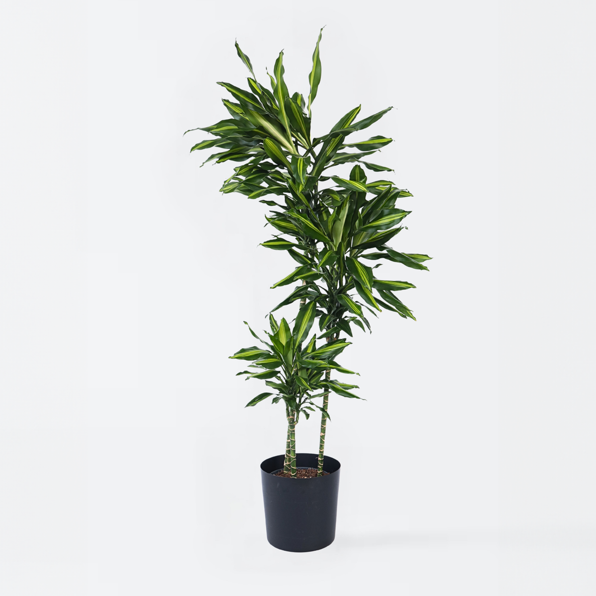 Dracaena fragrans Cintho - Dragon Tree – FloraStore