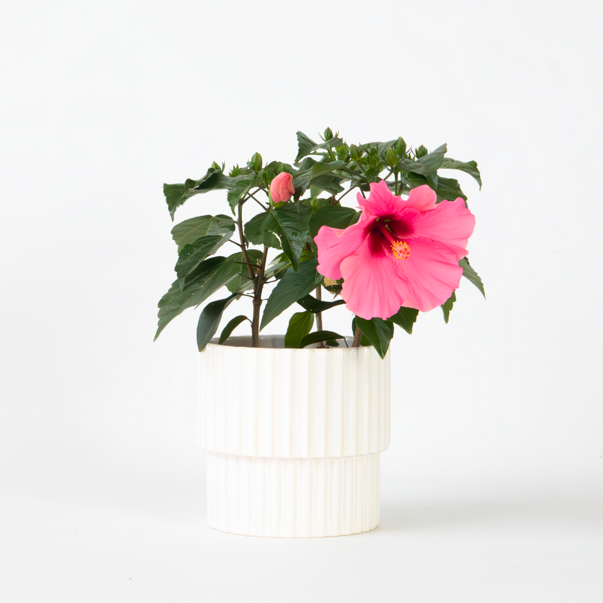 Hibiscus rosa-sinensis - Chinese roos - Roze – FloraStore